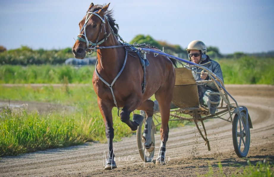 Racehorse: Donald Trump – Monica Toretto