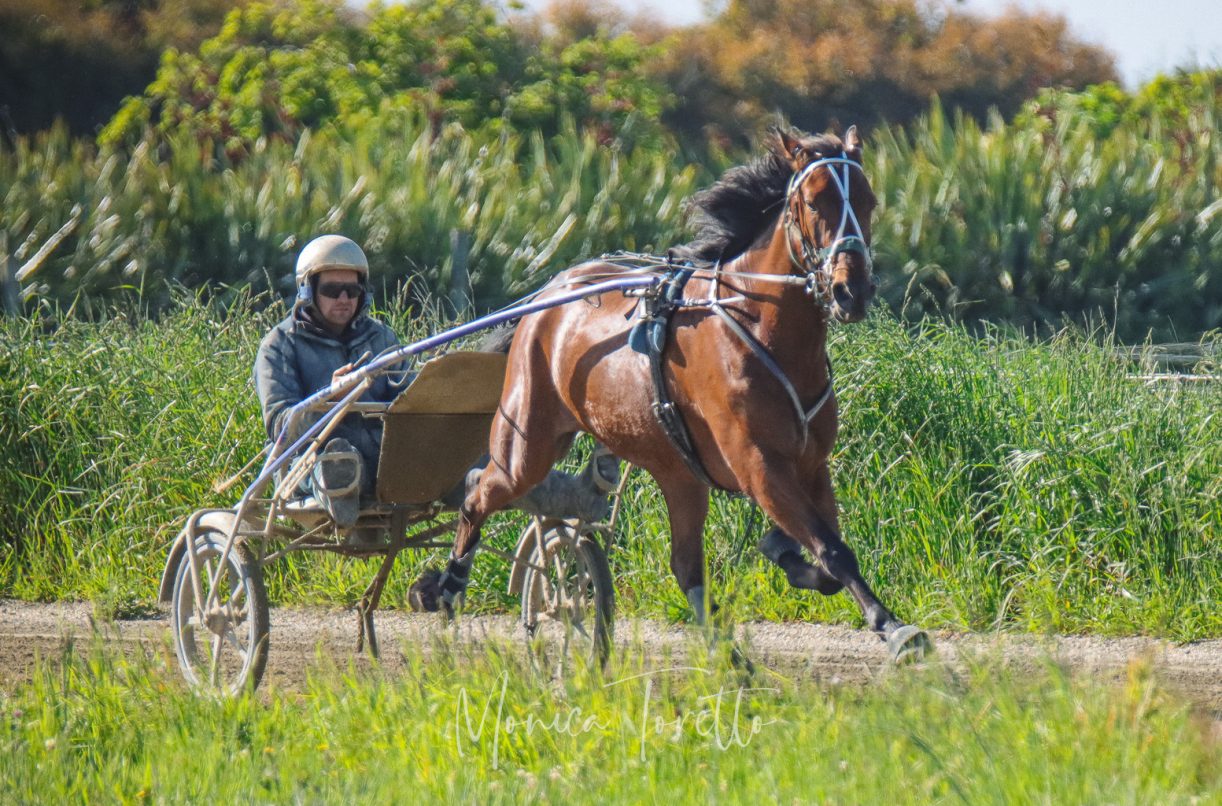 Racehorse: Donald Trump – Monica Toretto