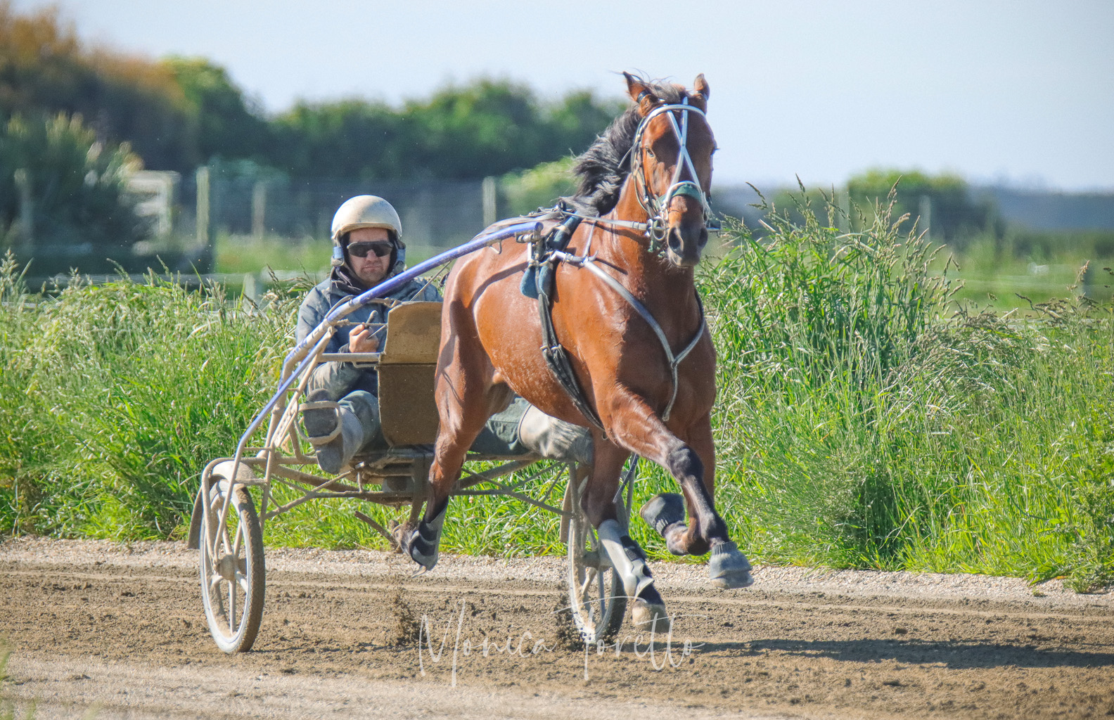 Racehorse: Donald Trump – Monica Toretto