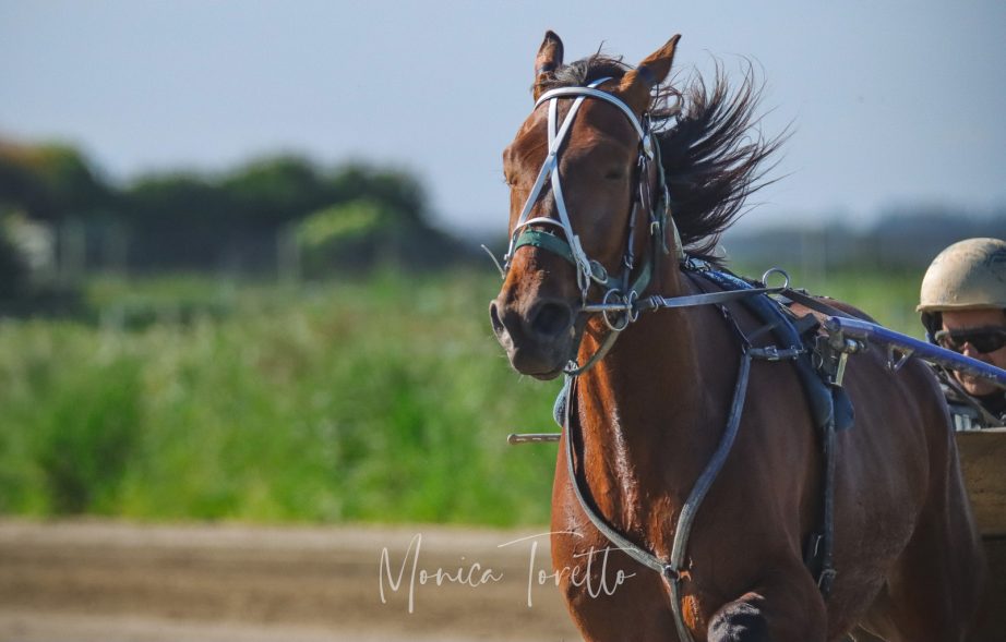 Racehorse: Donald Trump – Monica Toretto