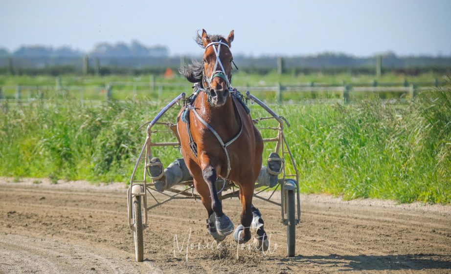 Racehorse: Donald Trump – Monica Toretto