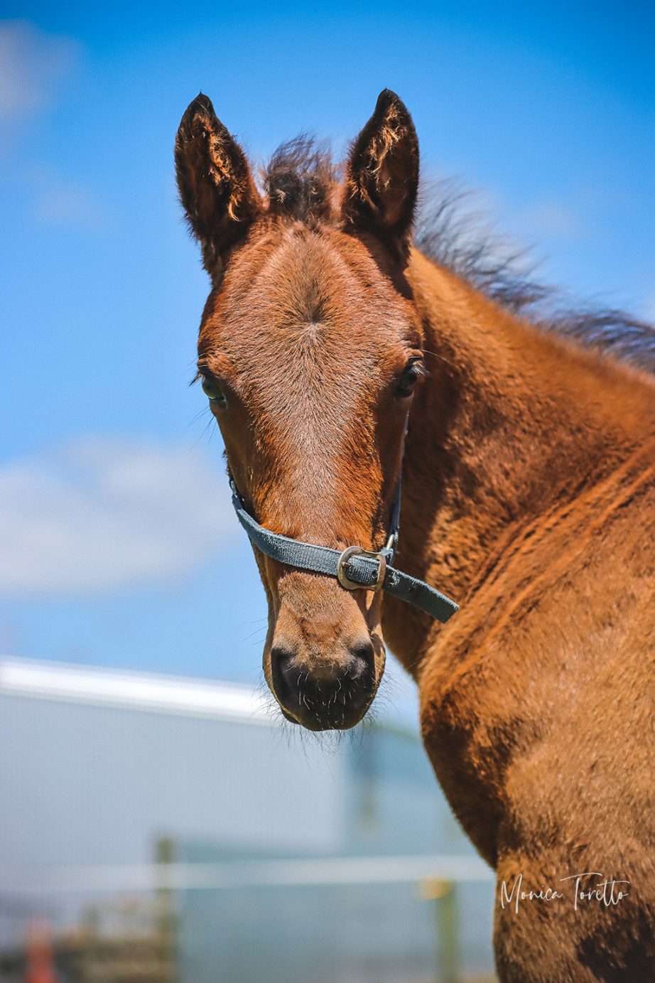 Standardbred Agistment Farm (21) – Monica Toretto