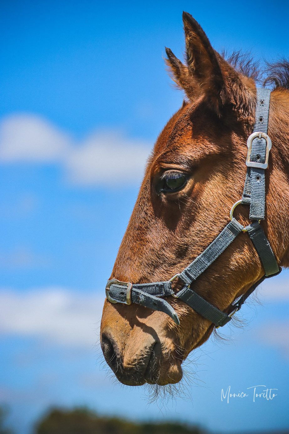 Standardbred Agistment Farm (21) – Monica Toretto