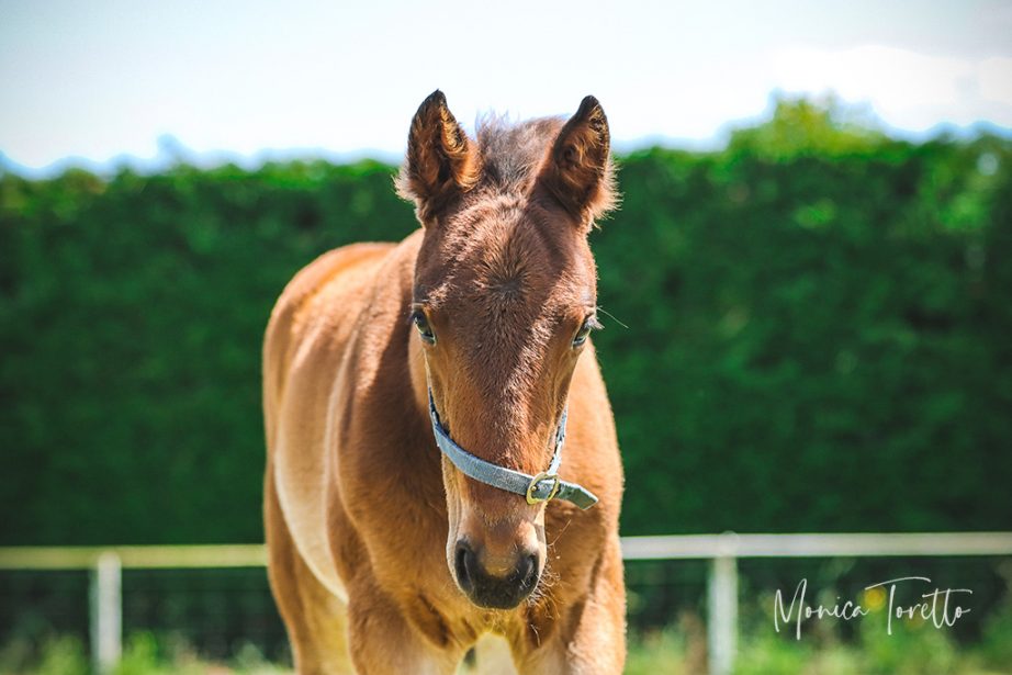 Standardbred Agistment Farm (21) – Monica Toretto