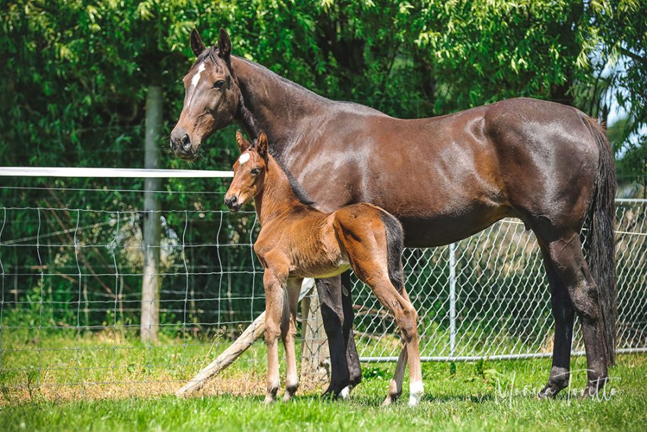 Standardbred Agistment Farm (21) – Monica Toretto